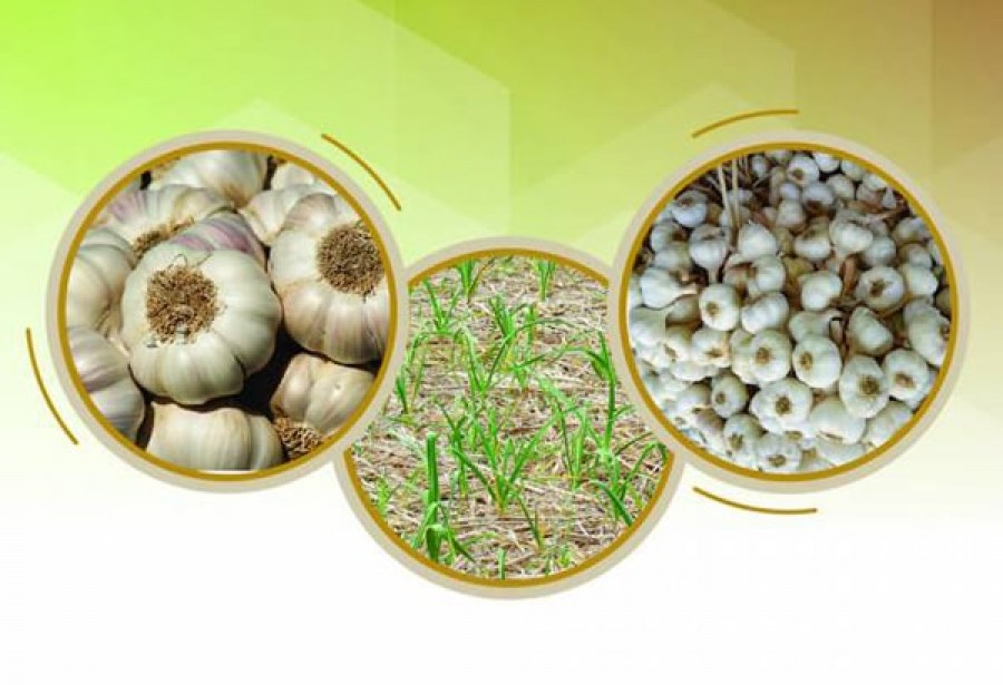Introduction of improved native garlic to boost local production and a ...
